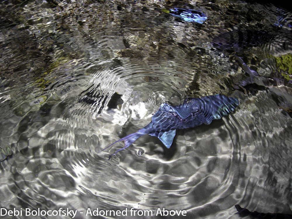 Adorned From Above: Denver Aquarium - Photography Series