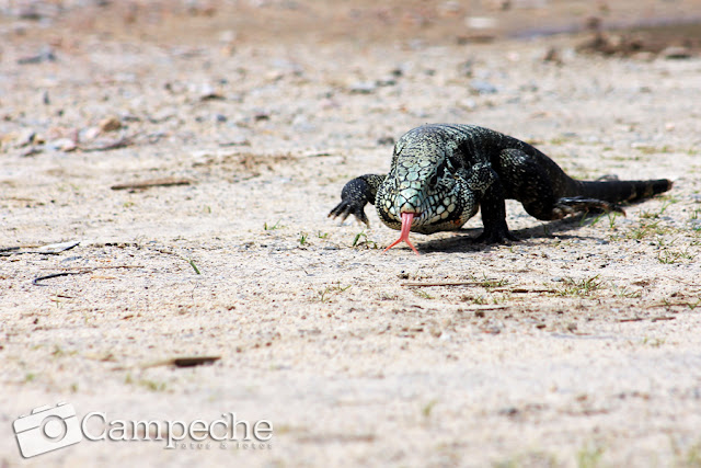 Lagarto Teiú - Campeche Fatos e Fotos