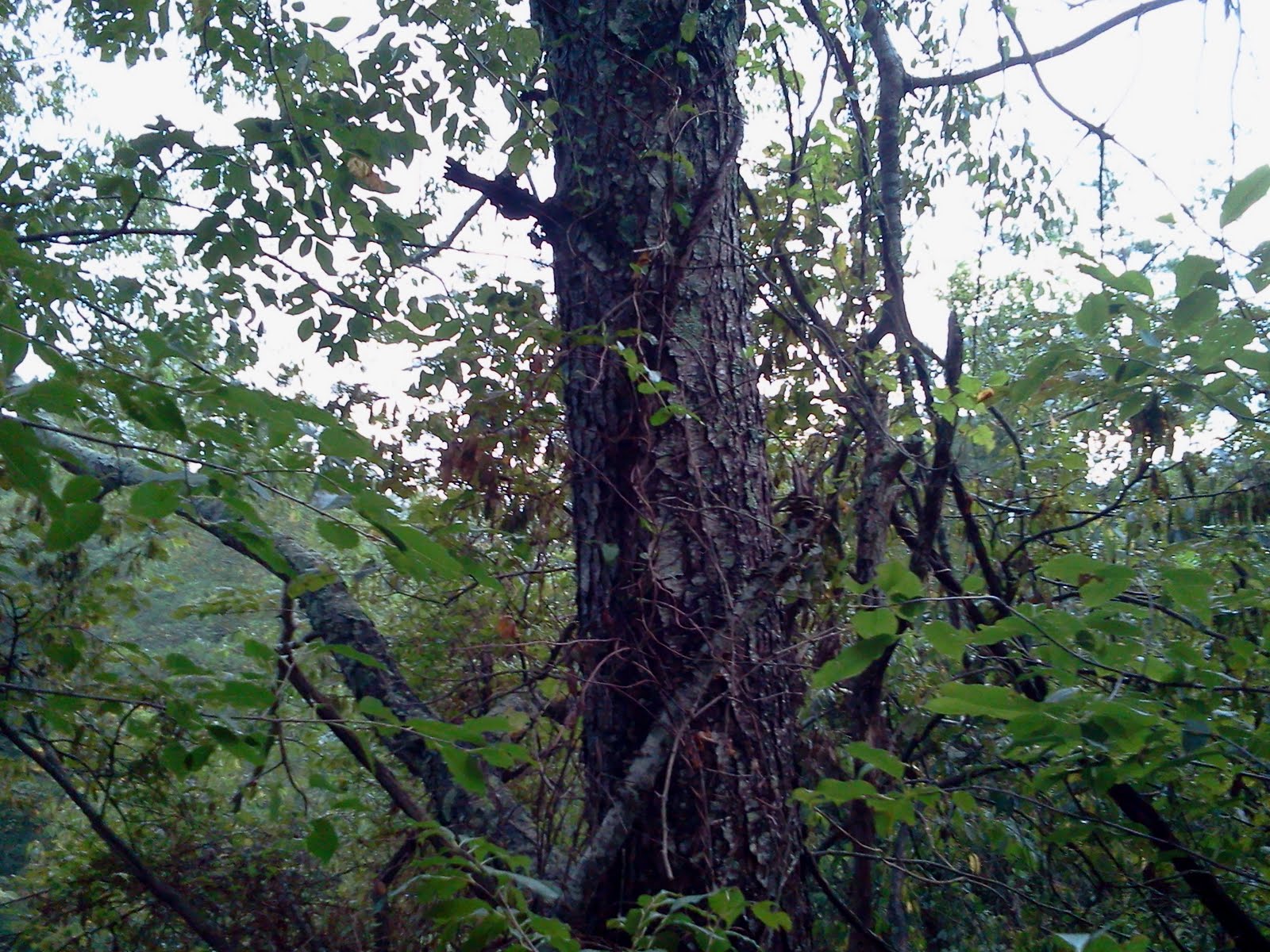 Colegrove's WV Forest and Rail adventures: Cabell County Tree ...