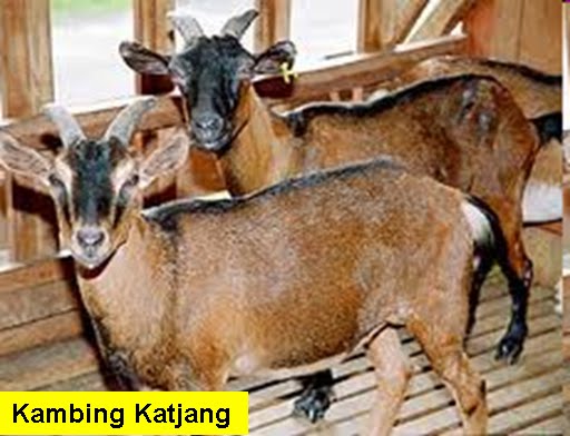 bukan doktor veterinar: Baka kambing dan bebiri