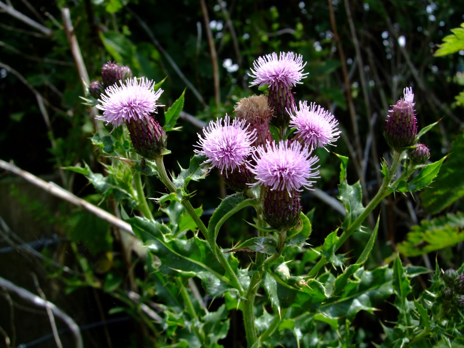 Anglesey Wild Flower Meadow: July 2011