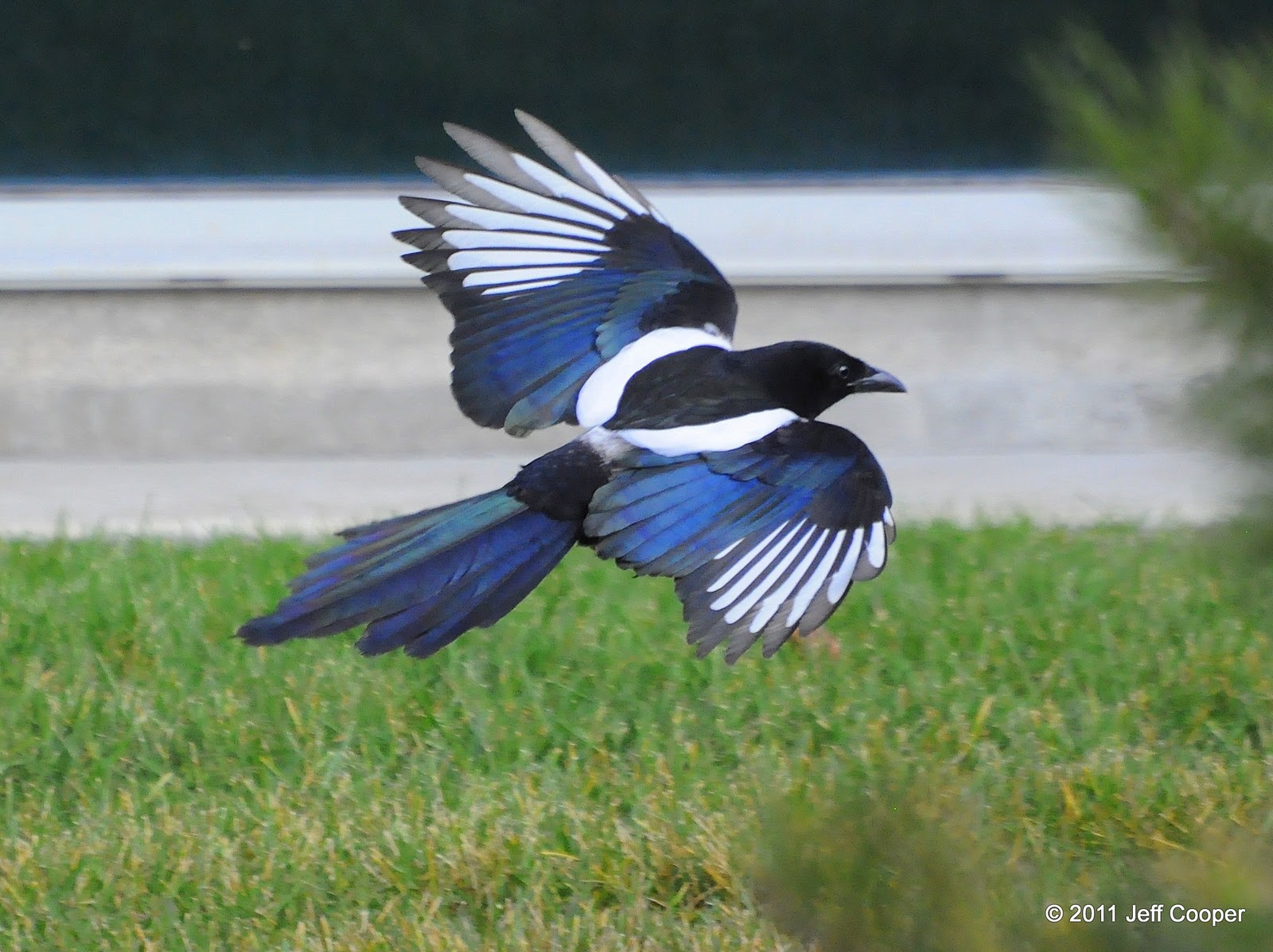 NeoVista Birds and Wildlife: Love The One Your With...Even if it is a ...