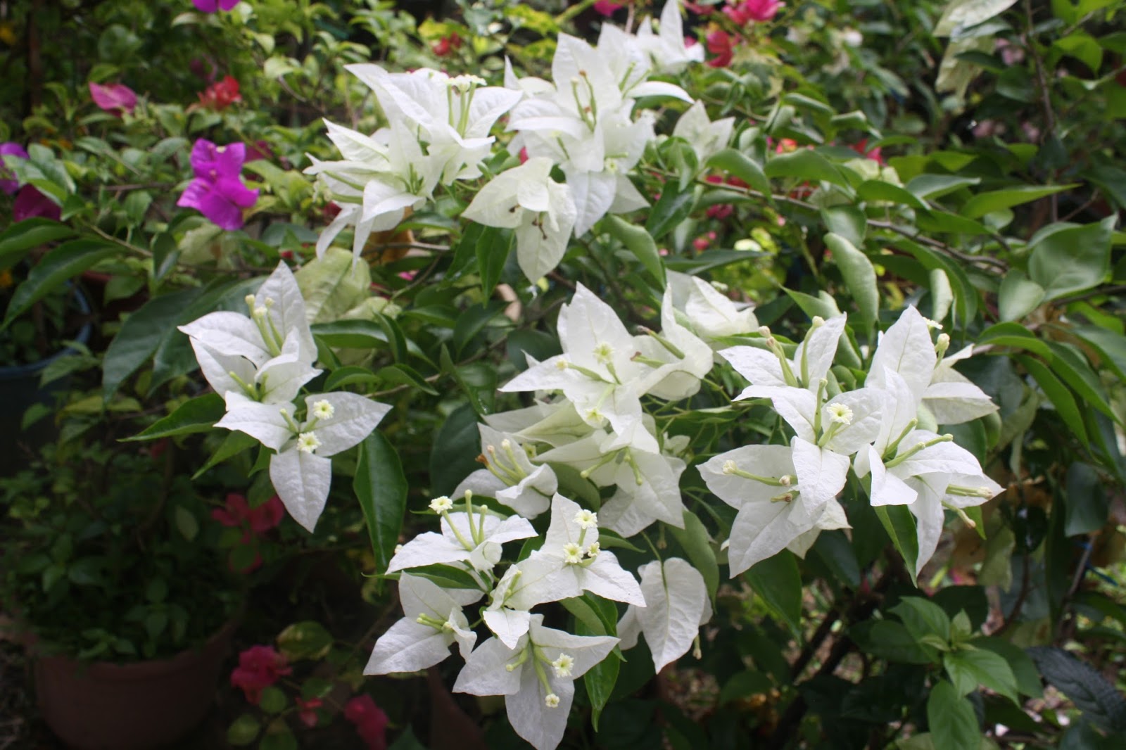 "Bougainvillea" Bunga Kertas Di Laman Etuza