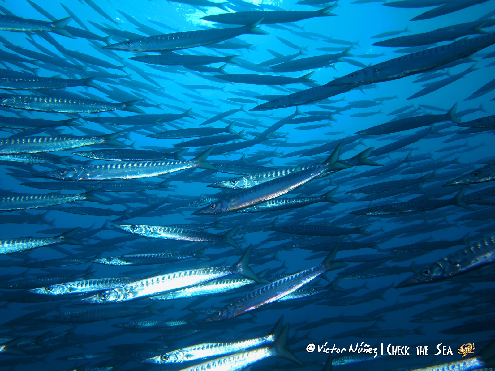 Check the Sea. Web de buceo y fotografía submarina de las Islas ...