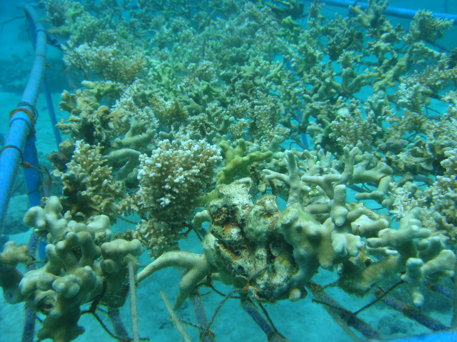 Southern Leyte Enviromental Issues: Filipinnovation of Coral Reef ...
