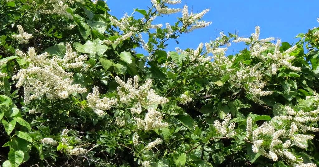Medicinal Plants: Derris scandens, Jewel Vine, Hog Creeper