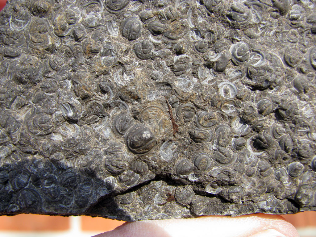 Views of the Mahantango: Agnostus pisiformis trilobites from Sweden