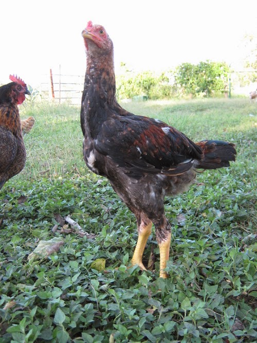 Saipan Jungle Fowl