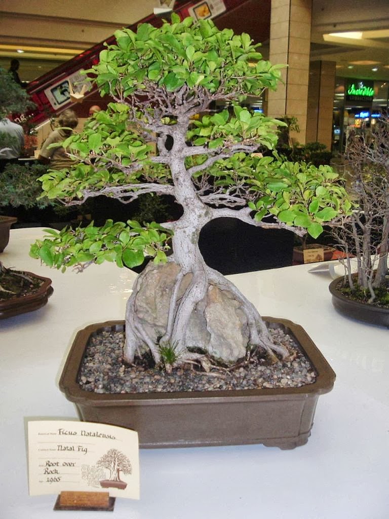 Roots 'n' Shoots: Bonsai Exhibition 2007