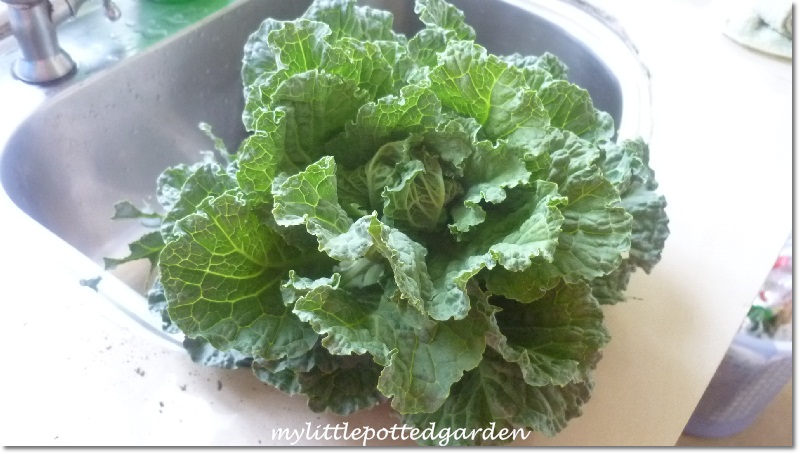 My Little Potted Garden: Chinese Kai Lan