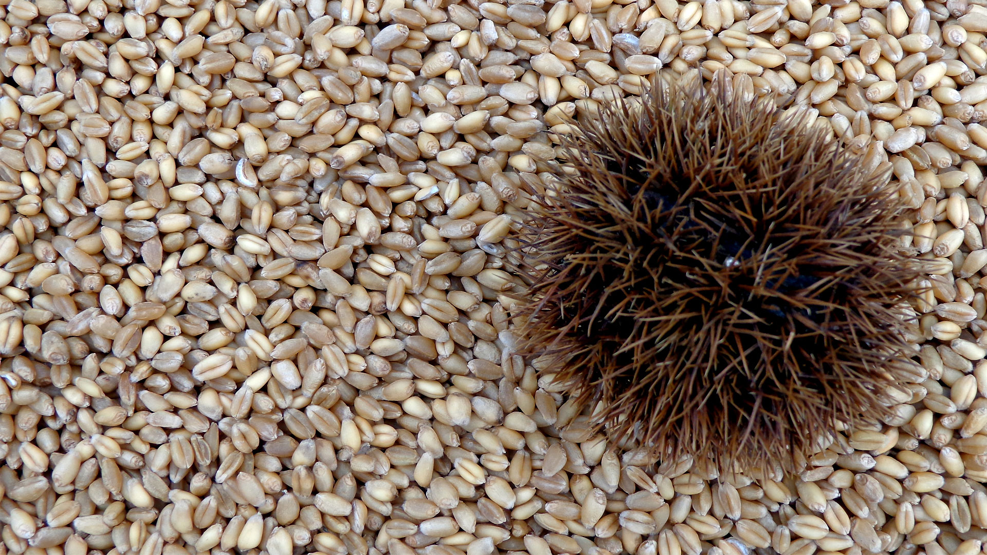 Kattus | Nepali Walls