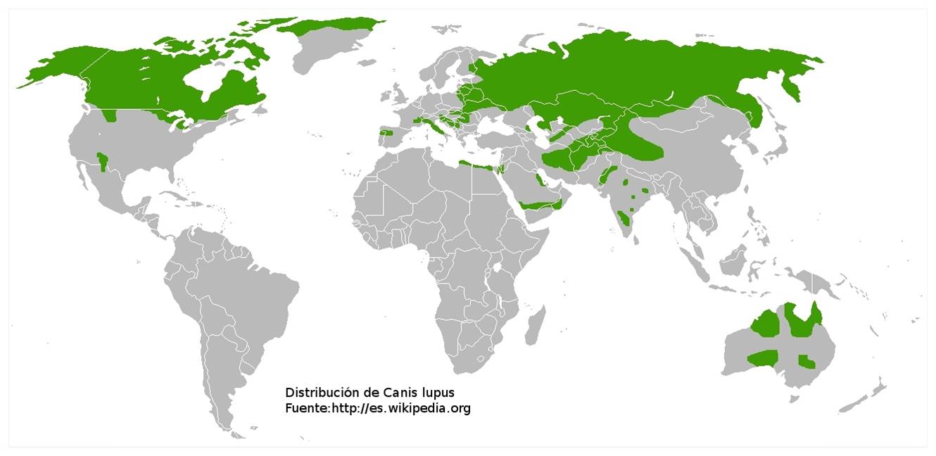 Ciencias7Palmas: EL LOBO