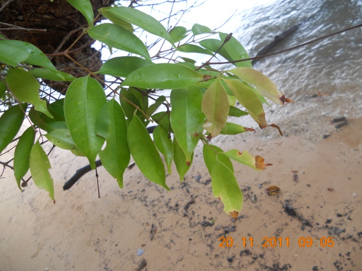 WE LOVE PLANT: Eugenia Otai!!