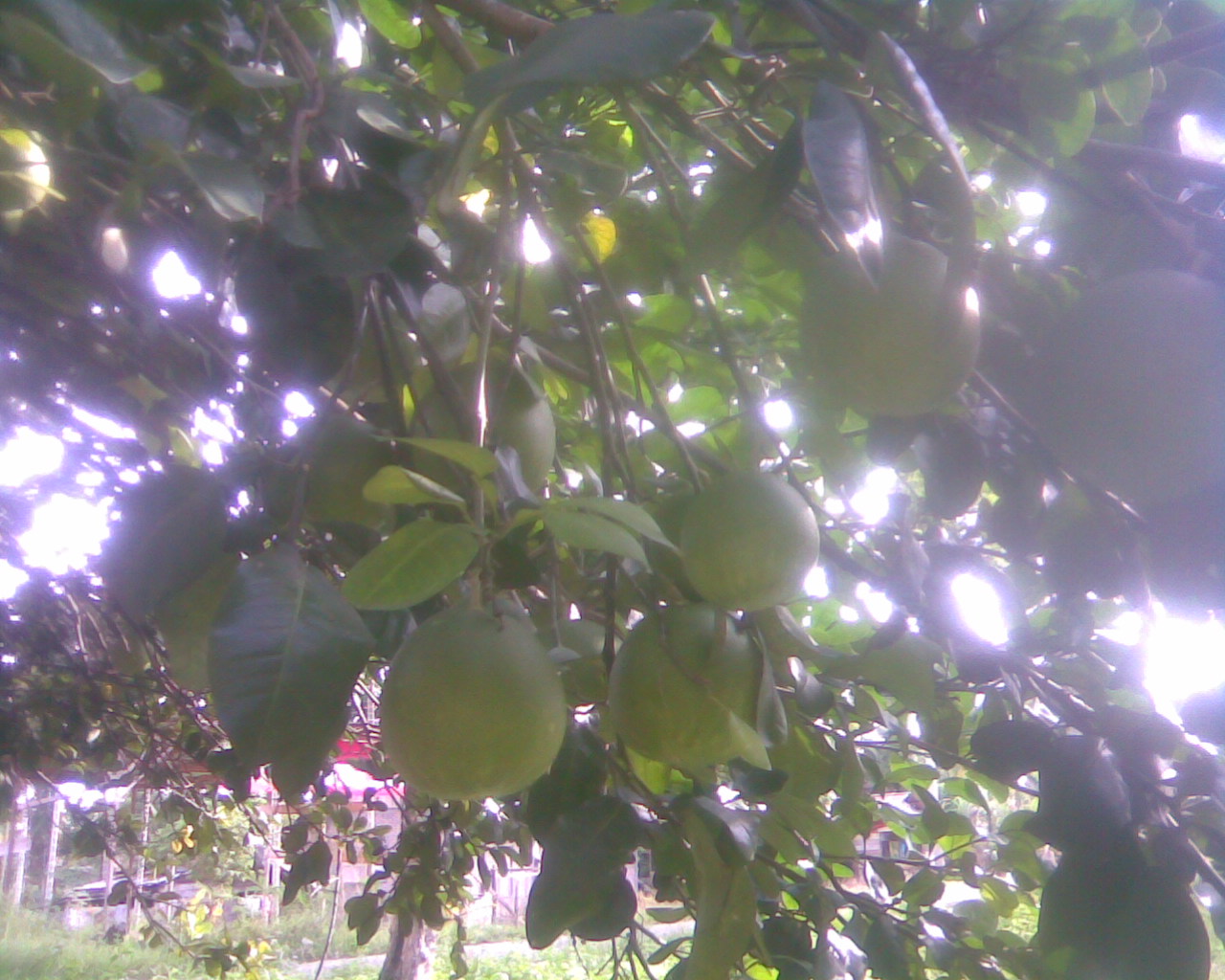 Anak Rao Pasaman Sumatra Barat: TANAH RAO YANG SUBUR