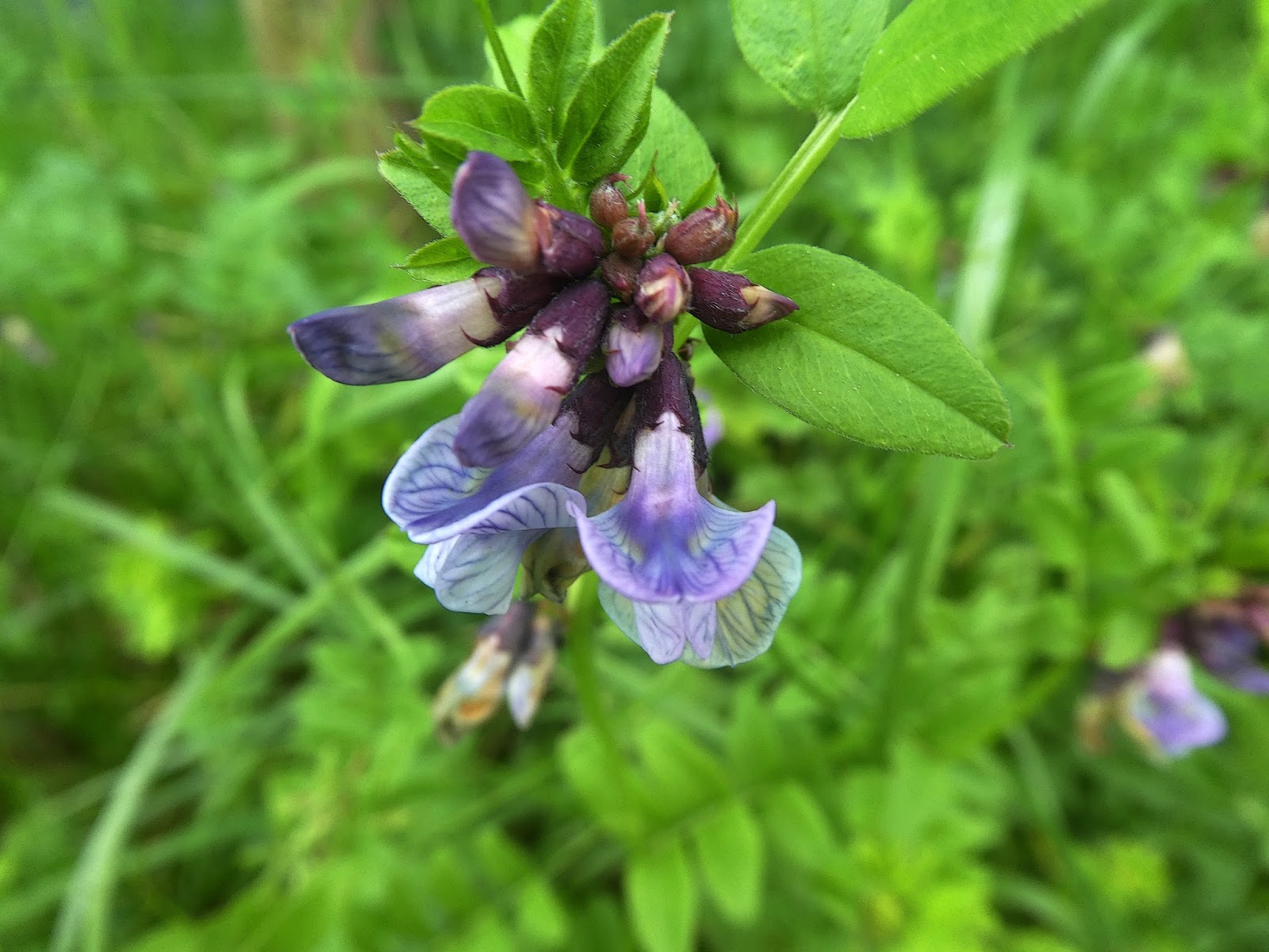 joachimartist: hunt for orchids