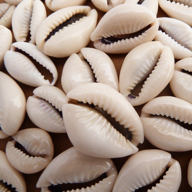 CAURIS UMA MOEDA MUNDIAL – Este tipo de Búzio foi uma das primeiras ...