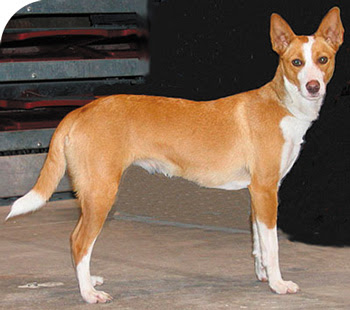 Dina's Pet Services - o seu animal em 1º lugar: Cães - Raças - PODENGO ...