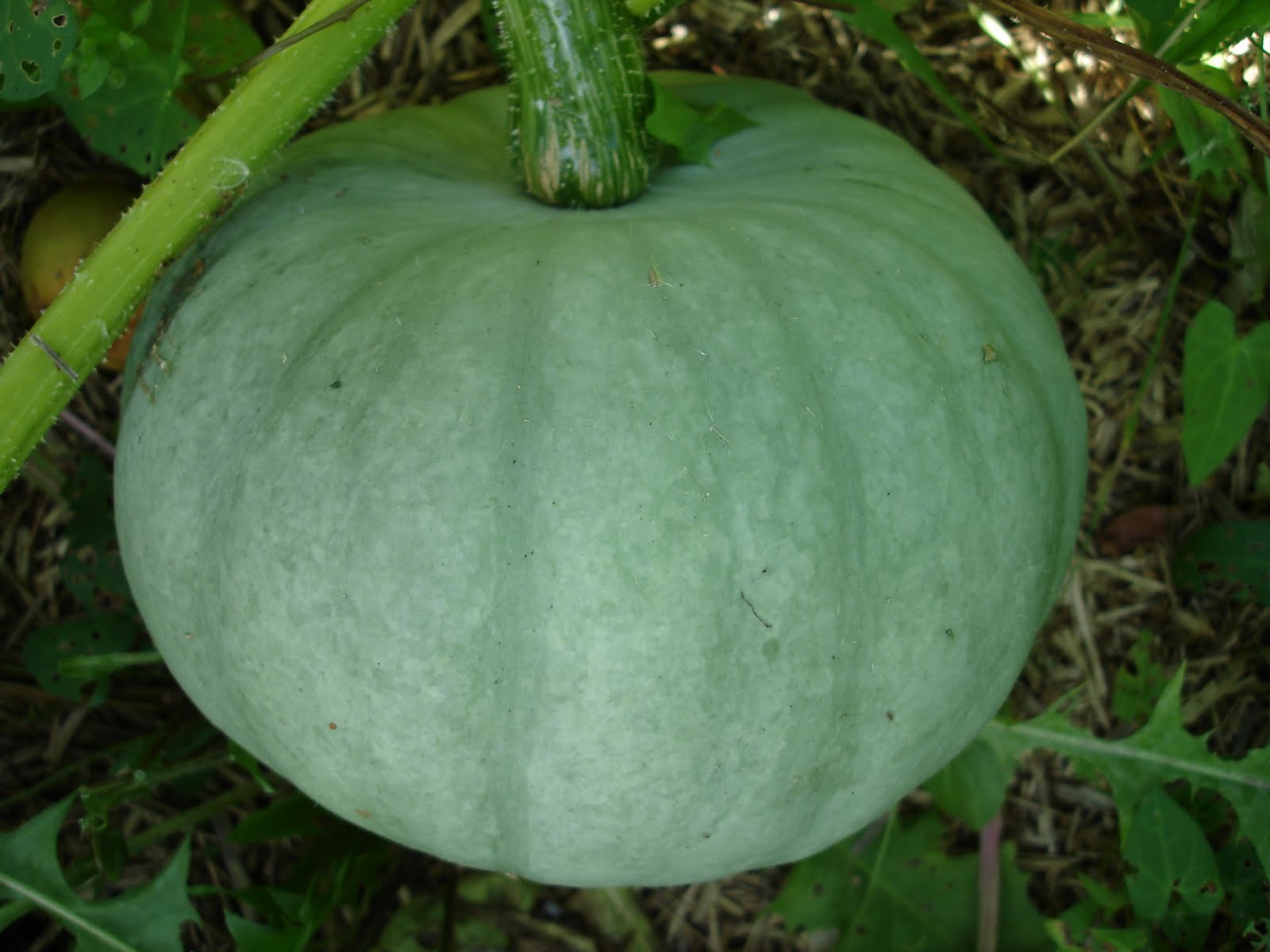 Down on the Allotment: Pumpkins!