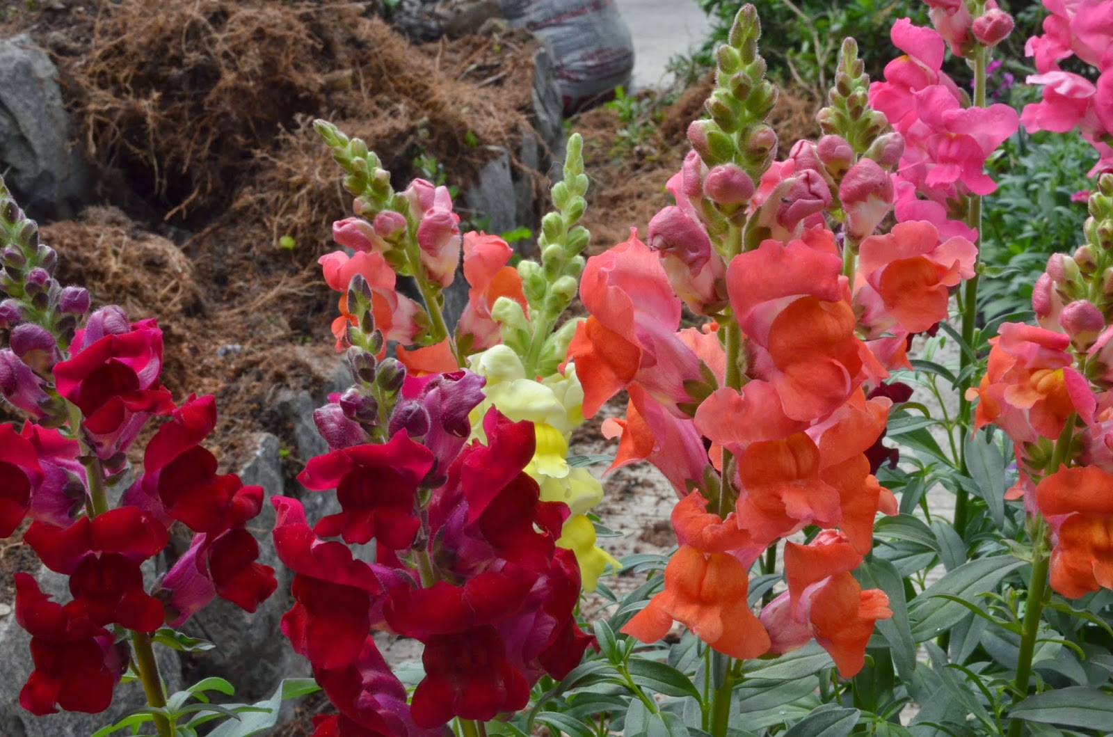 35 Most Beautiful Flowers in Baguio City