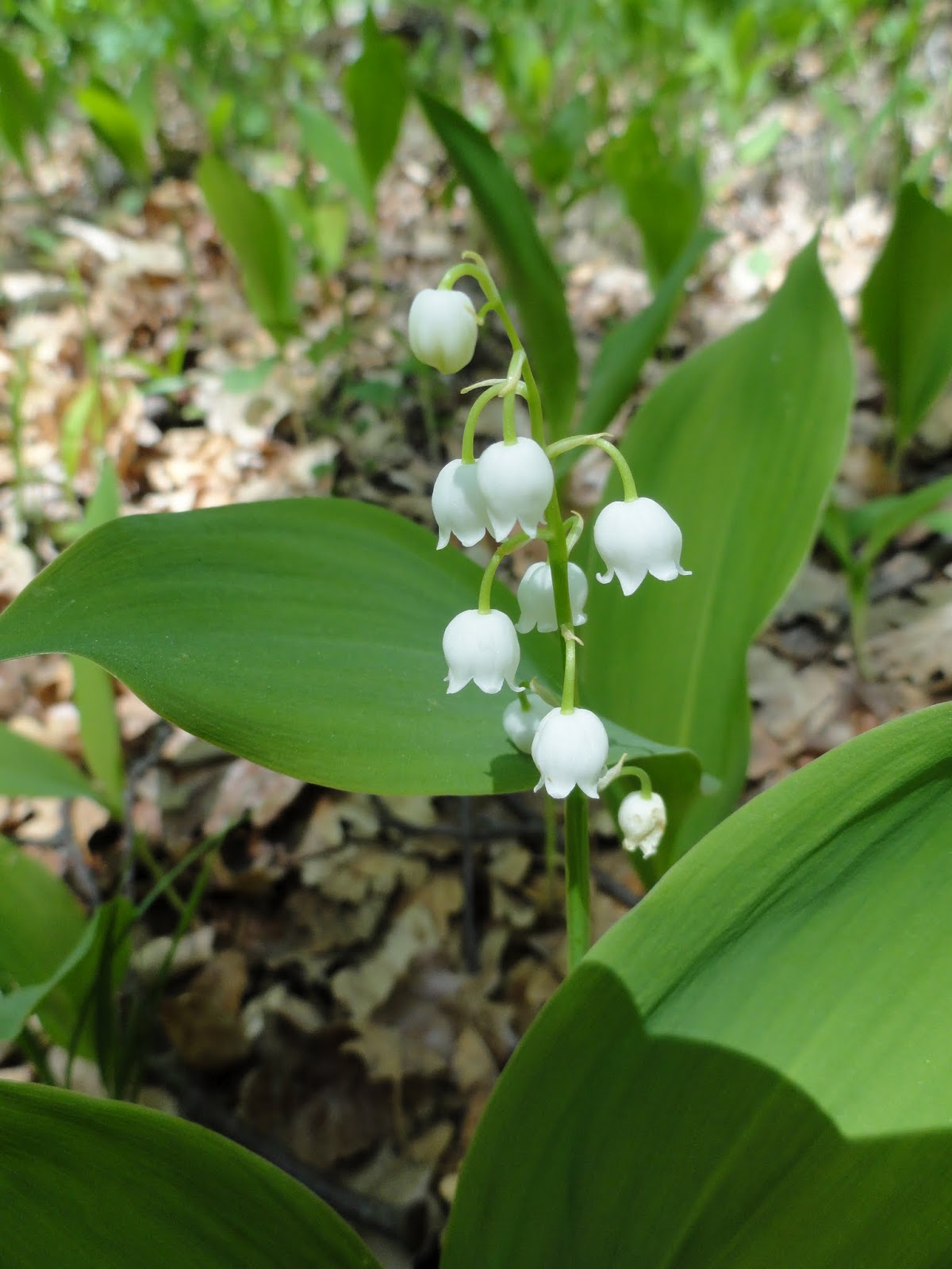 Frumusetile naturii: Lacramioara (Convallaria majalis)