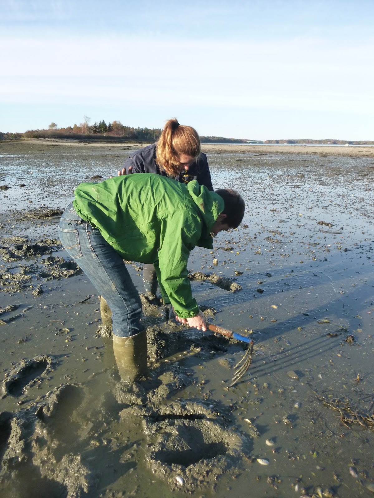 An Ocean Lover in Maine: MORE Moonsnail Mudflat Mania
