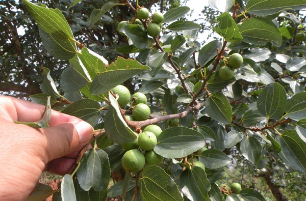 NATURAL BUDDHA CHITTA (PRAY BEADS) MALA: TERELA MALA BUDDHA CHITTA Mala ...