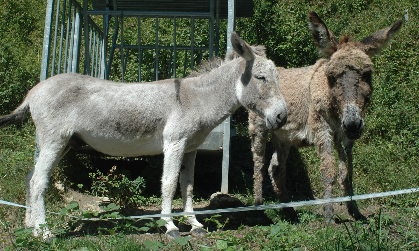 psychology blog: Tricked by a donkey