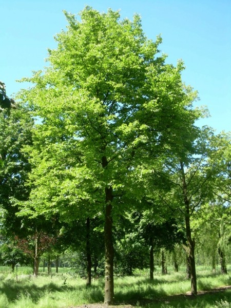 Dendrologjia: Bliri (Tilia)