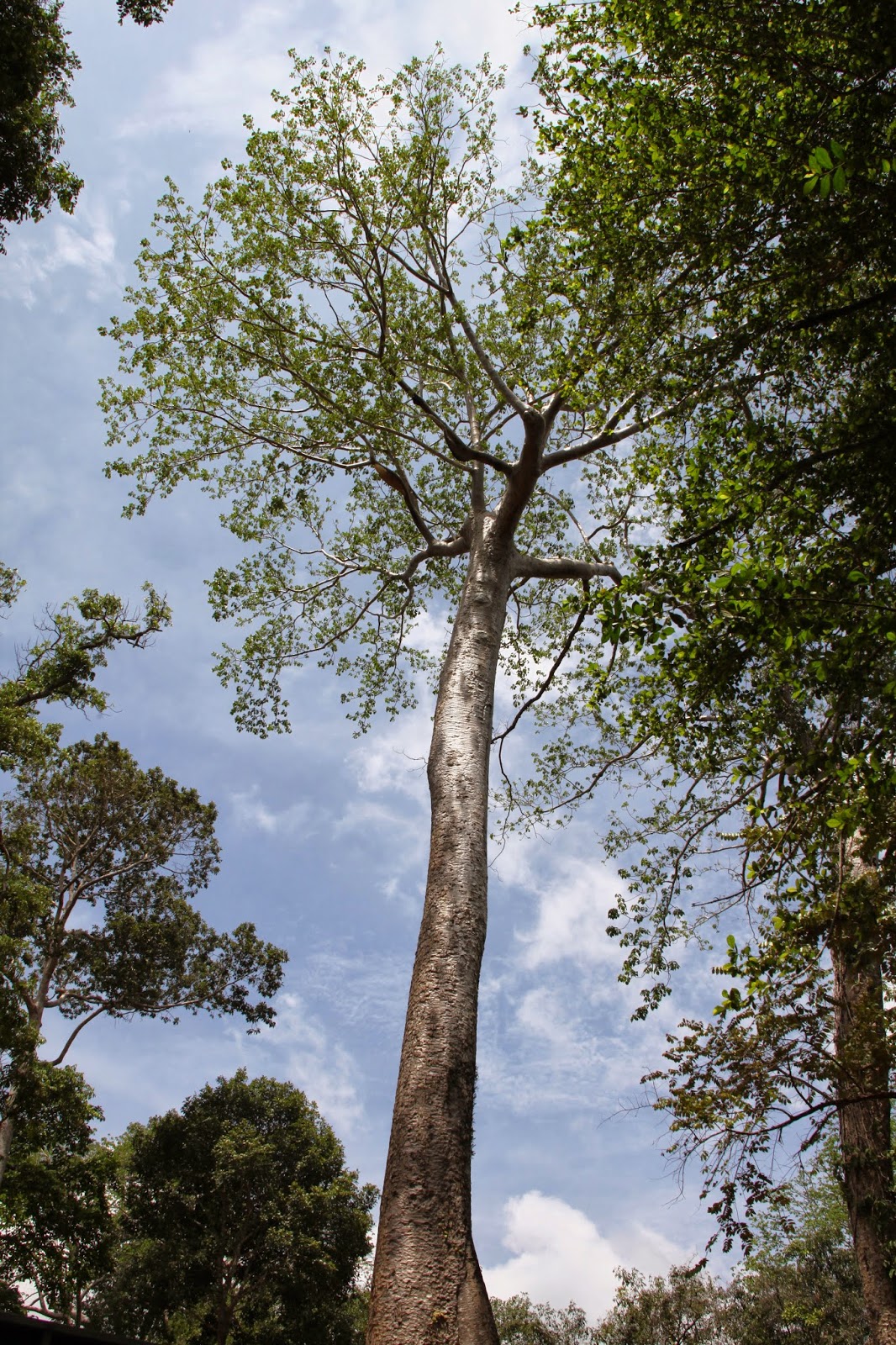 Trees and Plants: Banyan Tree