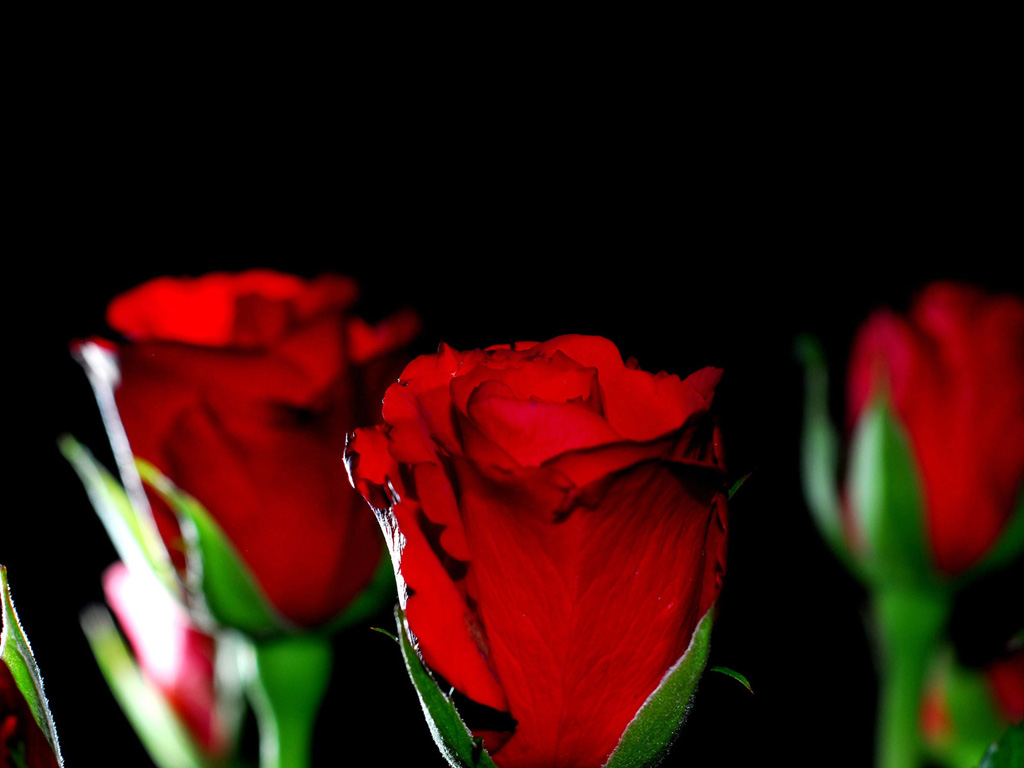 Amazing Red Roses Love Wallpapers And Backgrounds | Amazing Information
