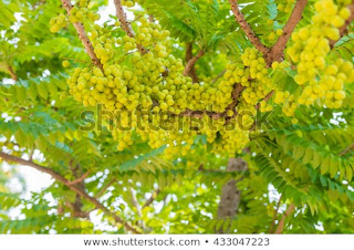 Health benefits of Star Gooseberry