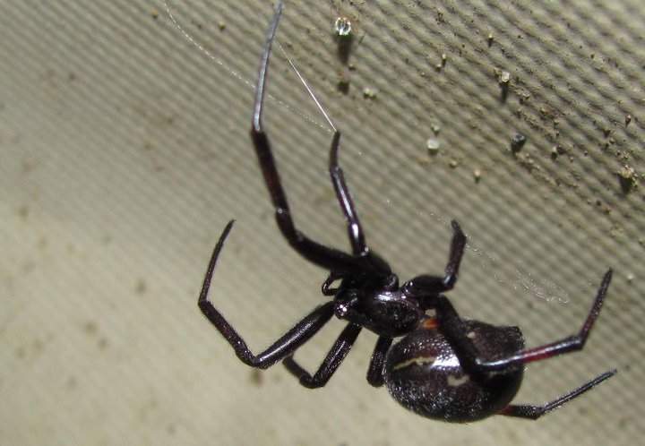 Kenyan Spiders: Button/Widow Spiders - Family Theridiidae