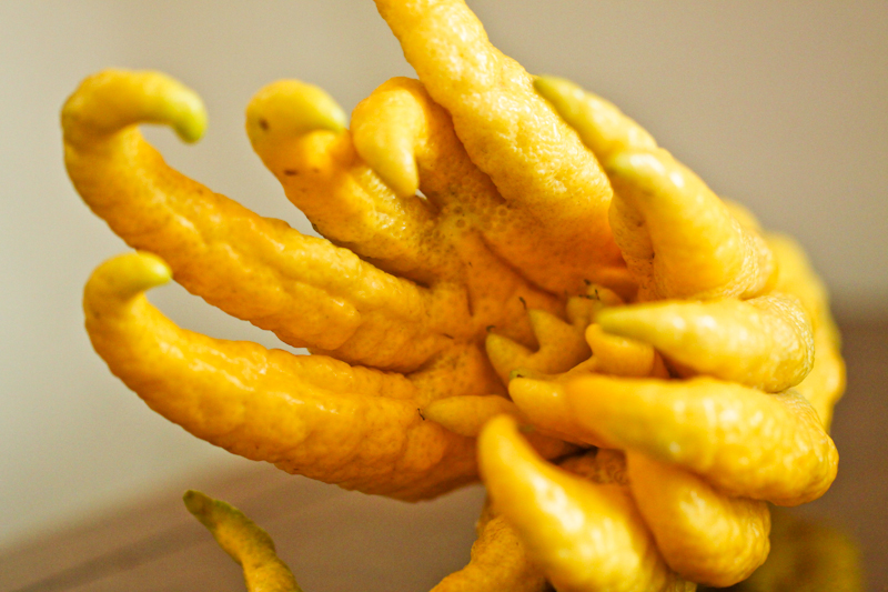 Candied Buddha's hand (aka citron)