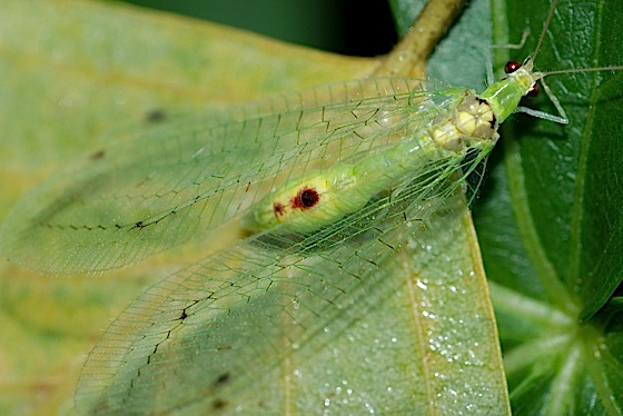 Bosque despierto: Crisopa verde