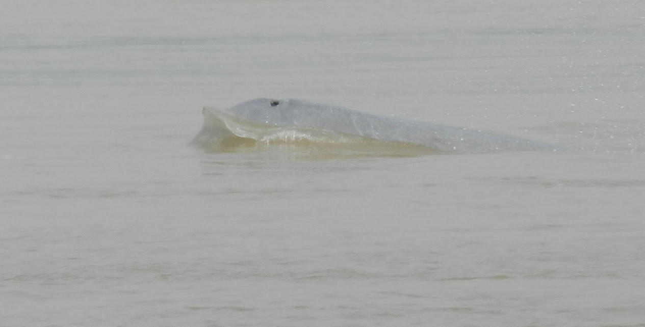 china-vietnam-cambodia: irawady flussdelfine