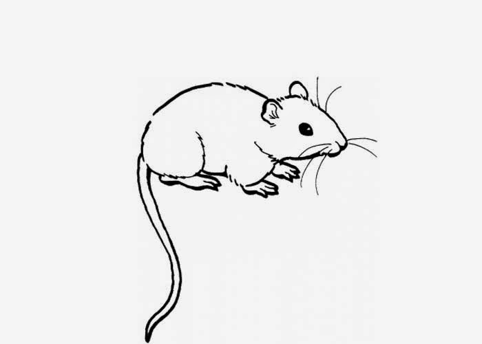 Rats coloring pages | Free Coloring Pages and Coloring Books for Kids