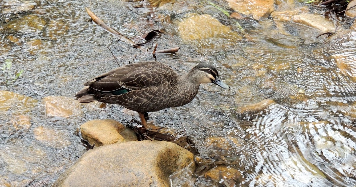 Travels Here and Abroad: Ducking out