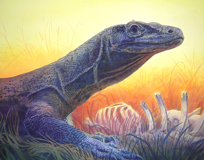 Alan Hawley Illustration: Komodo Dragon Painting
