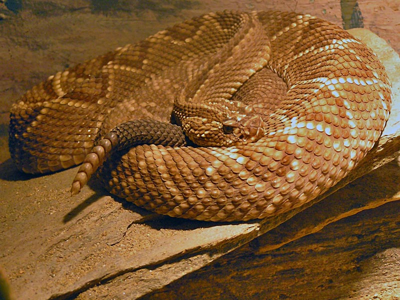 Ofidico: Crotalus Durissus Cumanensis