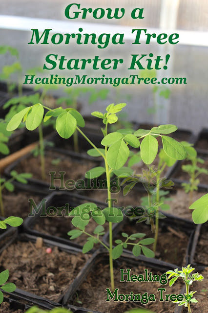 Organic Moringa Trees, Tree of LIFE, Inland empire CA