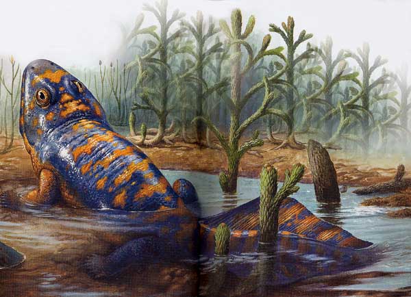 Info animales: QUÉ SON LOS ANFIBIOS Y SU EVOLUCIÓN