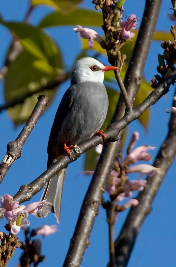 Birds in Thailand: White-headed Bulbul