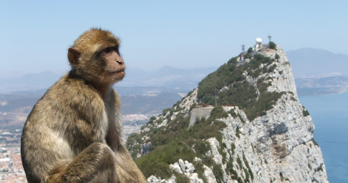 Abe's Animals: Gibraltar macaques
