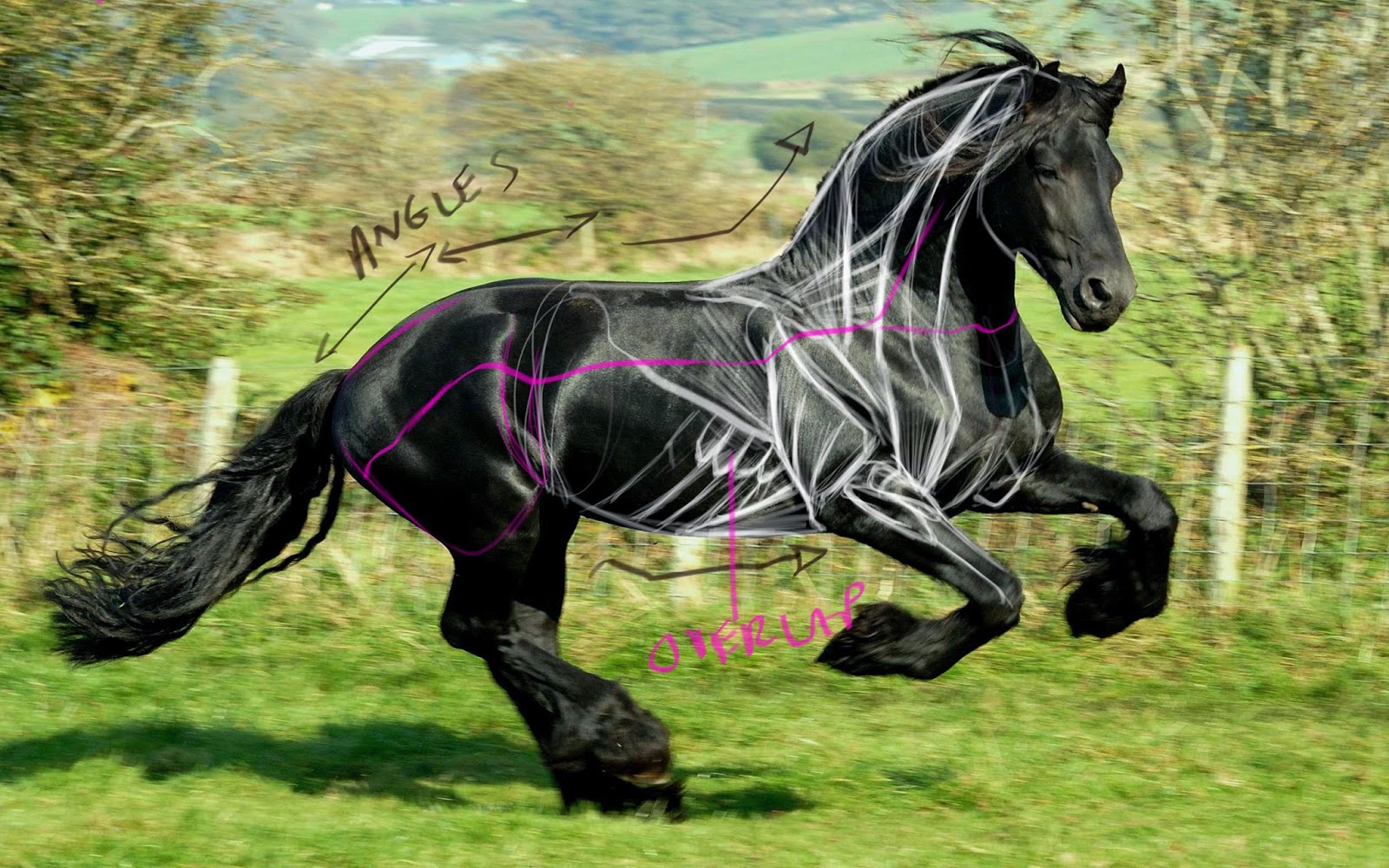 Joe Weatherly Fine Art: Horse drawing demos and diagrams.