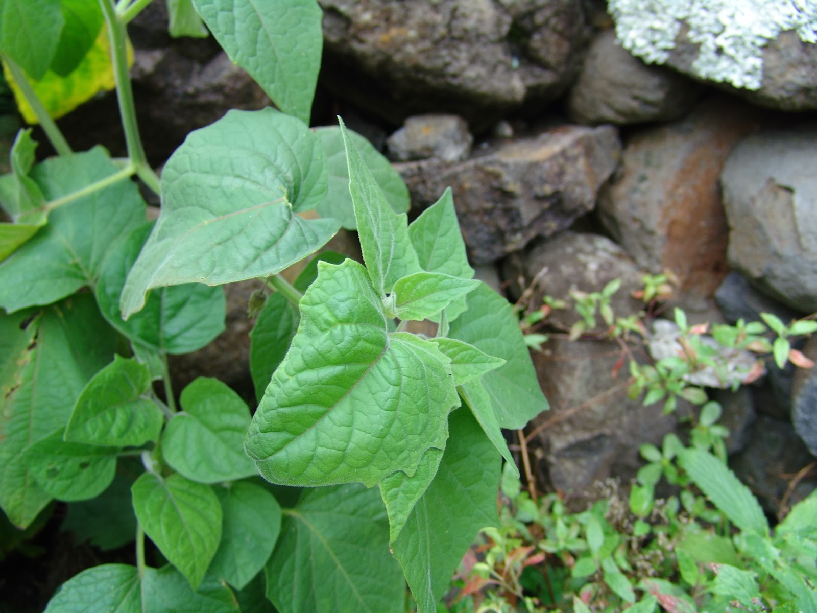 NATURMARIENSE: CONHEÇA O “CAPUCHO” (PHYSALIS PERUVIANA)