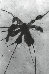 phylum PLANCTOMYCETES