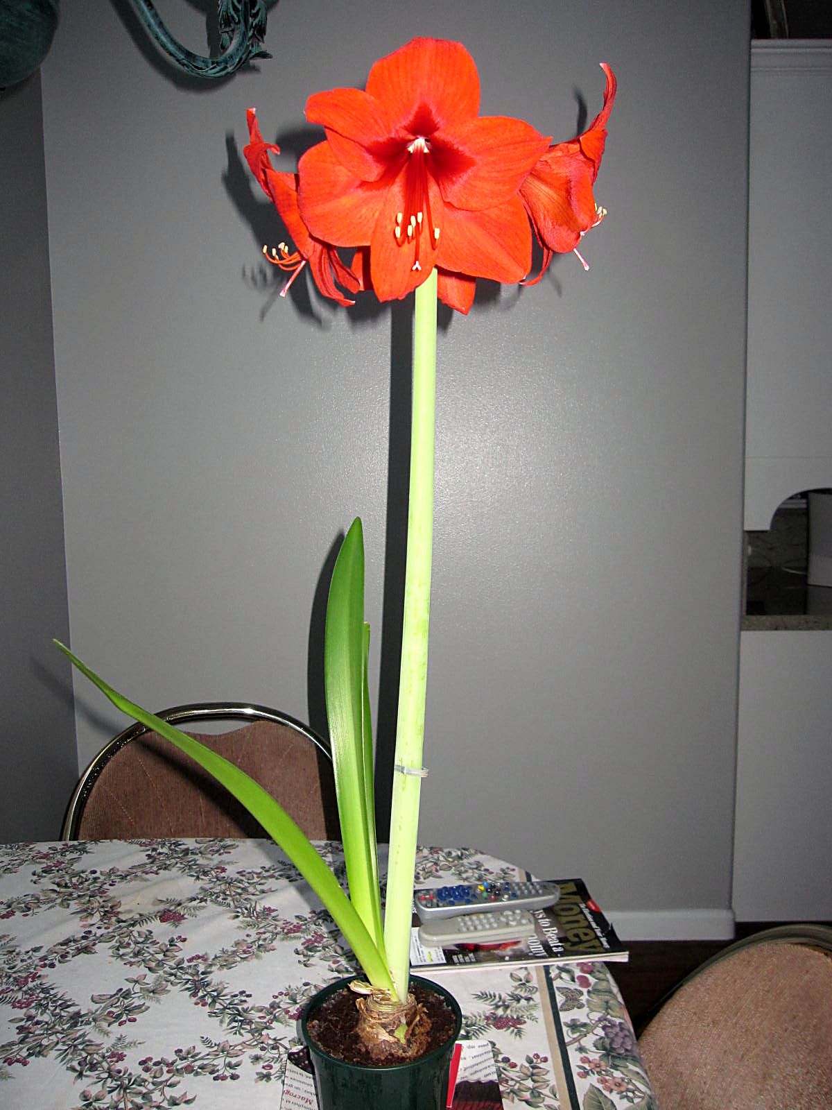 Createology: Flower Patience...