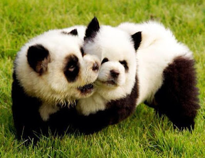 7 Jenis Anjing yang Paling Imut, gemas, dan Lucu yang Bisa Anda ...