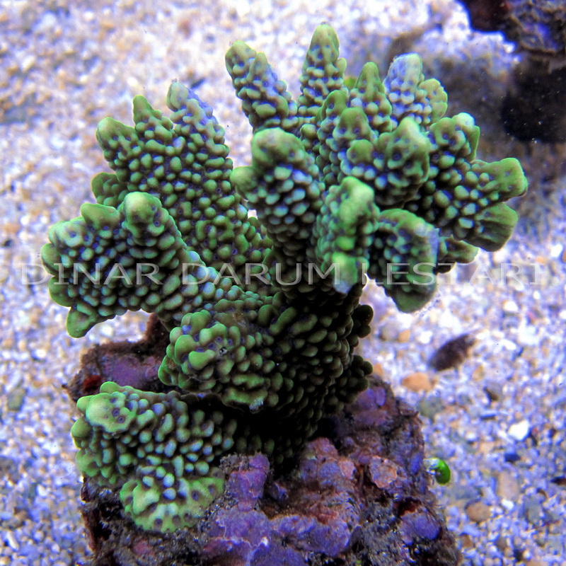 PT. DINAR DARUM LESTARI: Montipora spp
