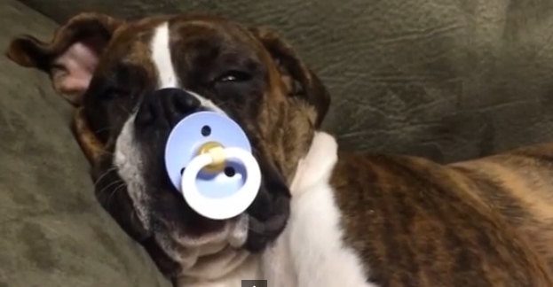 White Wolf : Boxer puppy sucks pacifier before loudly snoring in her ...